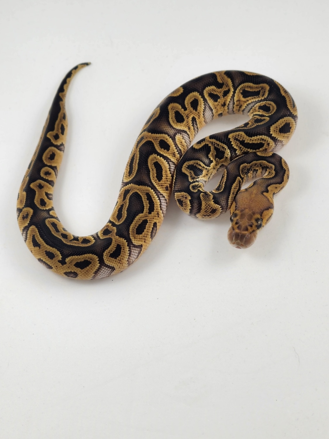 GHI Clown Ball Python by The Grey Seal - MorphMarket