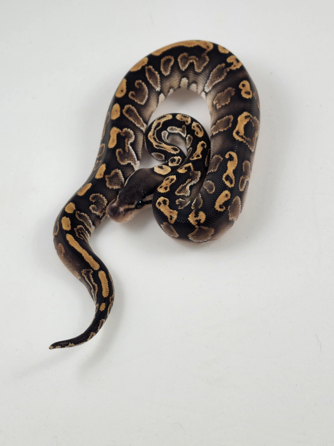 GHI Black Pastel 66% Het Clown Ball Python by The Grey Seal - MorphMarket