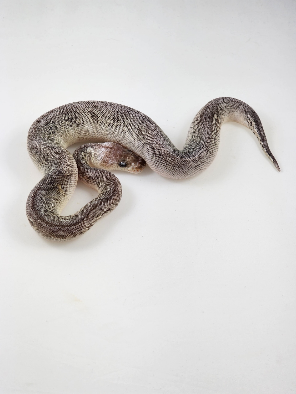Black Head Black Pewter Clown Pos Yb Pos Calico Ball Python by The Grey ...