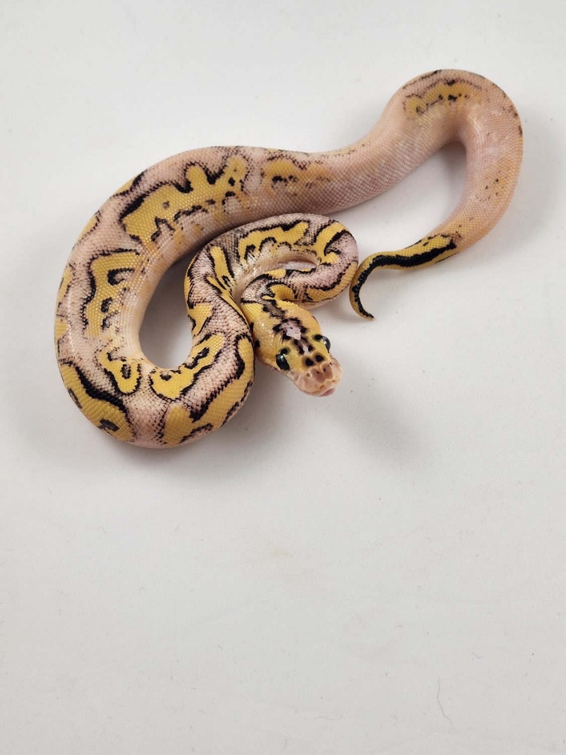 Lemon Pastel Enchi Calico Yb Clown Ball Python by The Grey Seal ...