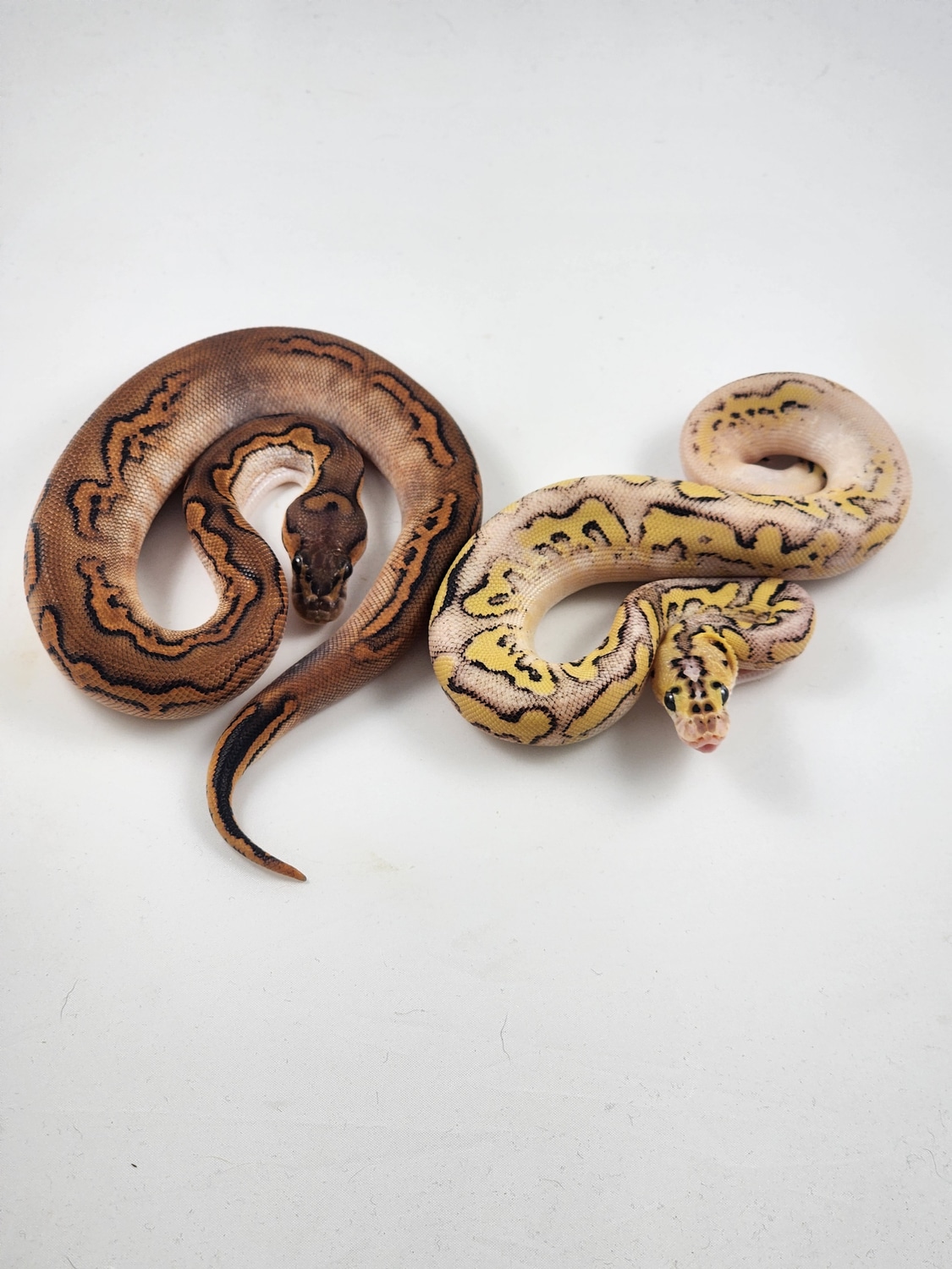 Lemon Pastel Enchi Calico Yb Clown Ball Python by The Grey Seal ...
