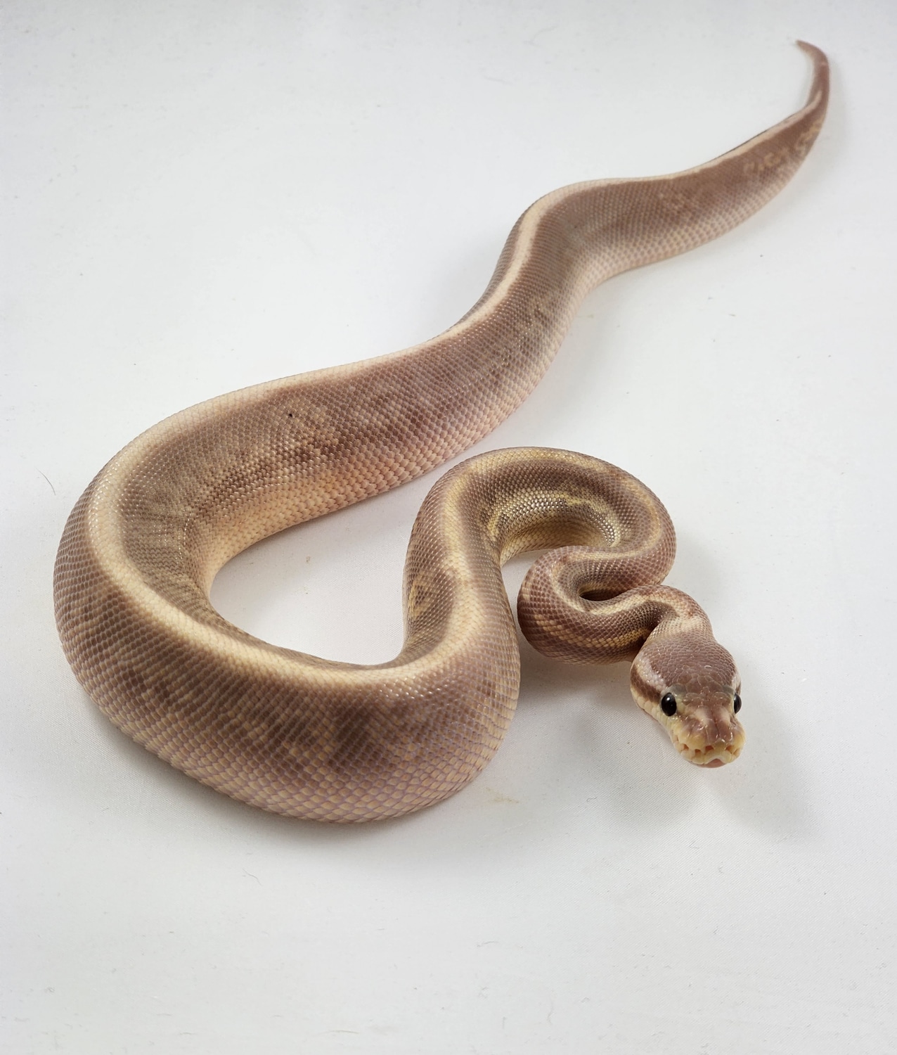 Blackhead Blackpewter Banana Pos Yb Pos Calico 66% Het Clown Ball Python by The Grey Seal ...
