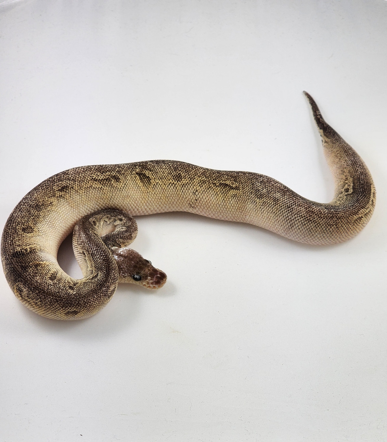 Black Head Black Pewter Clown Pos Yb Pos Calico Ball Python by The Grey ...