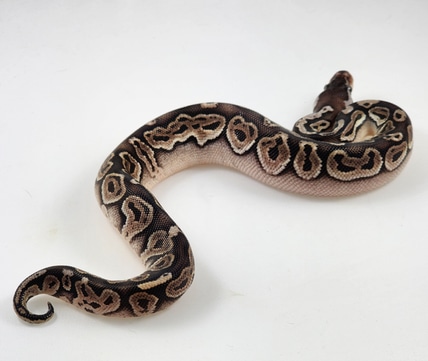 Black Head Black Pewter Clown Pos Yb Pos Calico Ball Python by The Grey ...