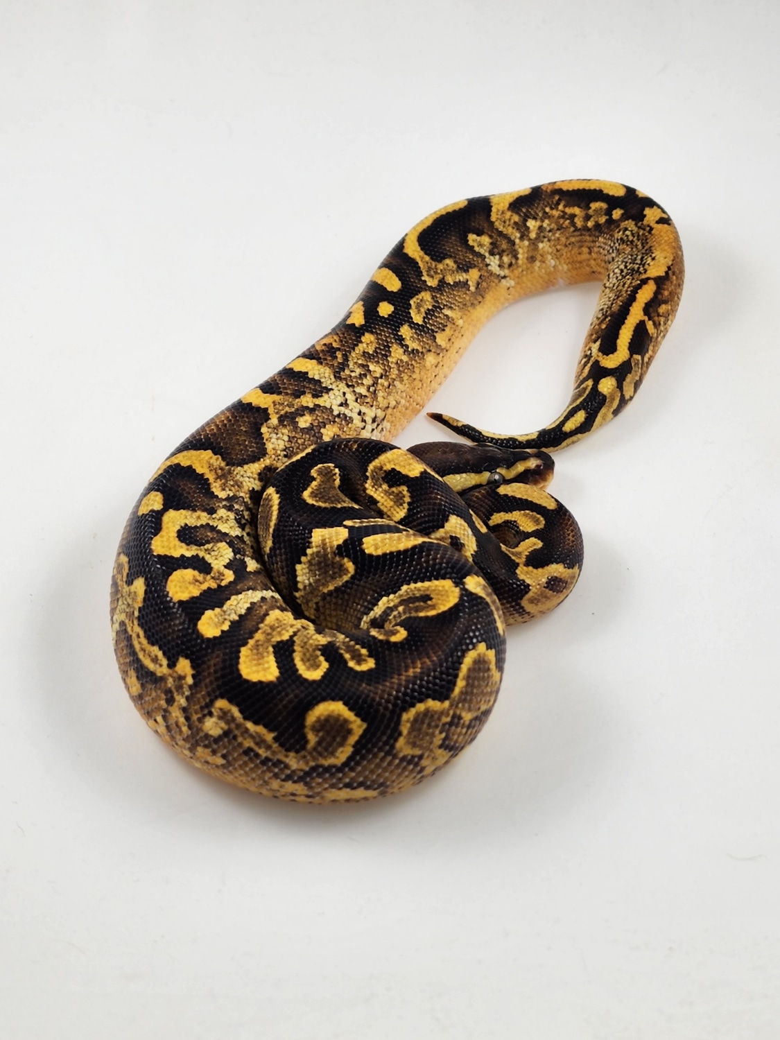 Calico Yellow Belly + Het Clown Pos Black Pastel Ball Python by The ...