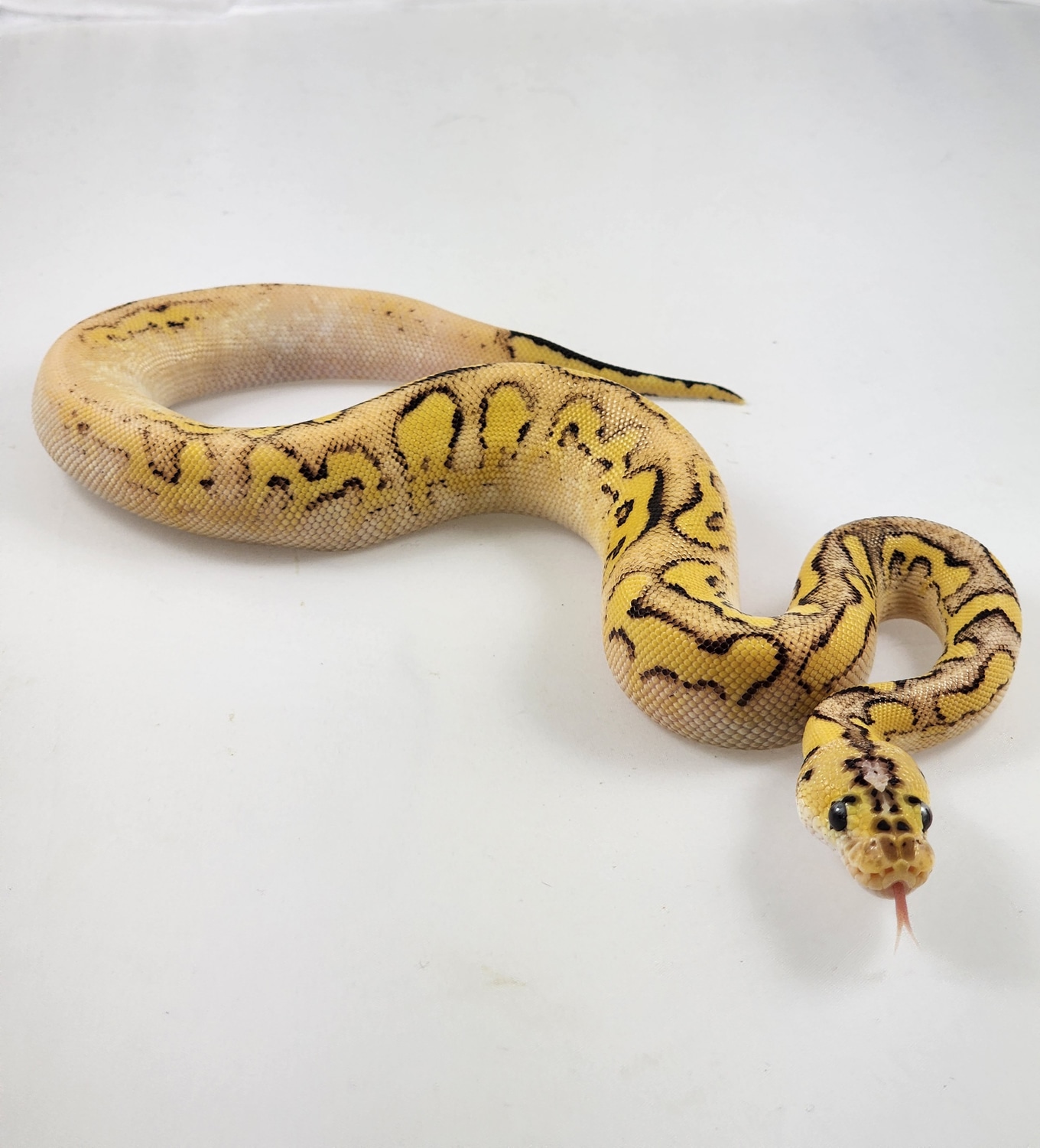 Black Pewter Enchi Calico Yb Clown Ball Python by The Grey Seal ...