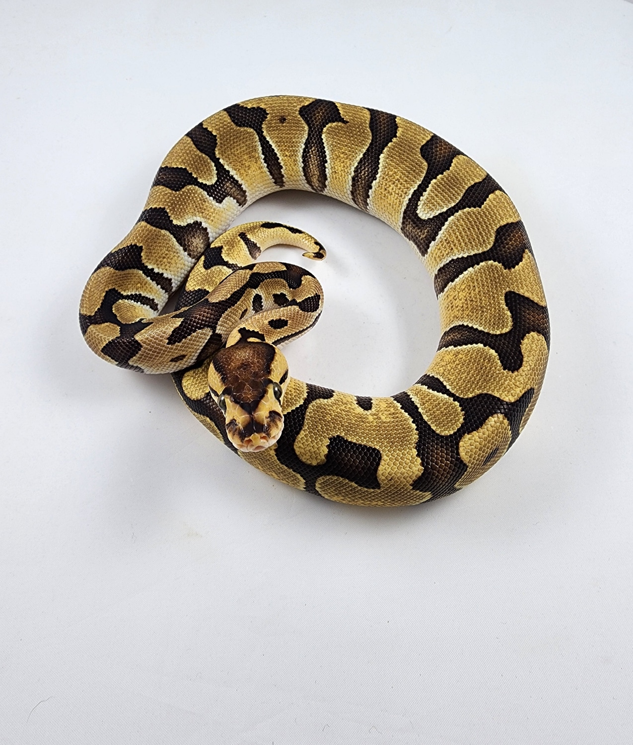 Enchi Crypton Het Desert Ghost 50% Het Hypo Ball Python by The Grey ...