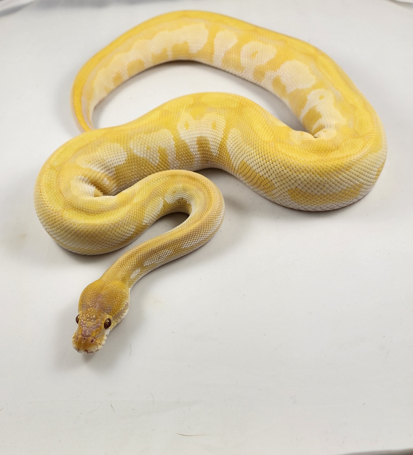 Mojave Bongo (Pos Super Bongo) Candy Ball Python by The Grey Seal ...