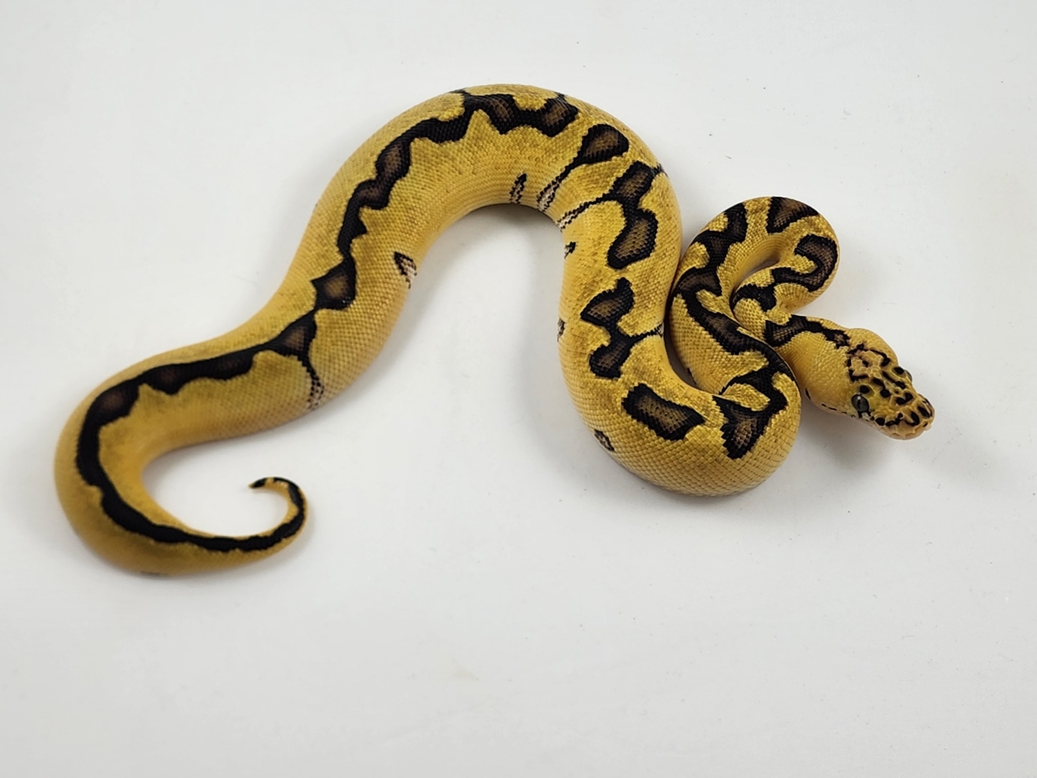 Enchi Lemon Pastel Pos YB Clown Pos Het Pied Ball Python by The Grey ...