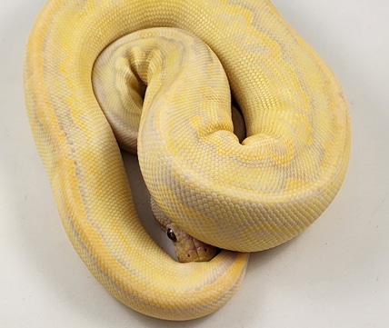 Black Head Black Pewter Clown Pos Yb Pos Calico Ball Python by The Grey ...
