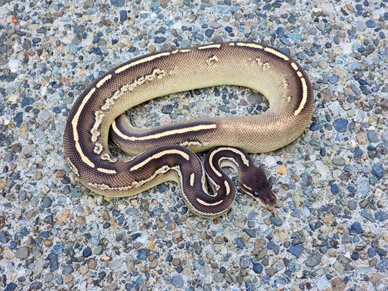 BH Black Magic (Barnhart) Calico Pos YB Ball Python by The Grey Seal