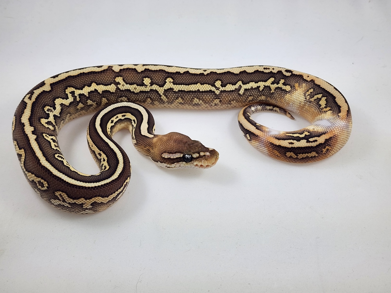 Hurricane Leopard Butter YB Probable Vanilla Het Clown Pos Het Pied ...