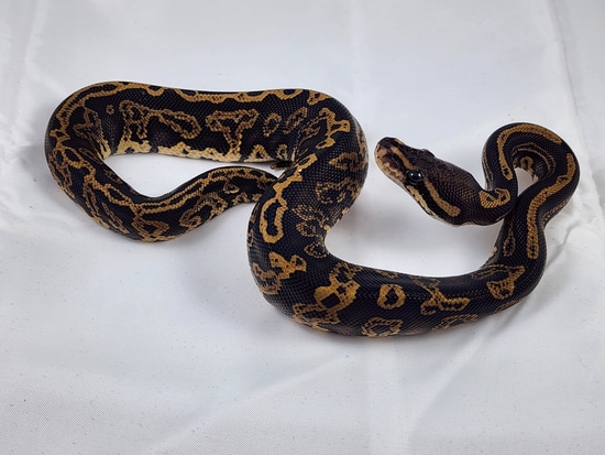 Acid Black Pastel Pos Yb Het Clown 50% Het Pied Ball Python by The Grey ...