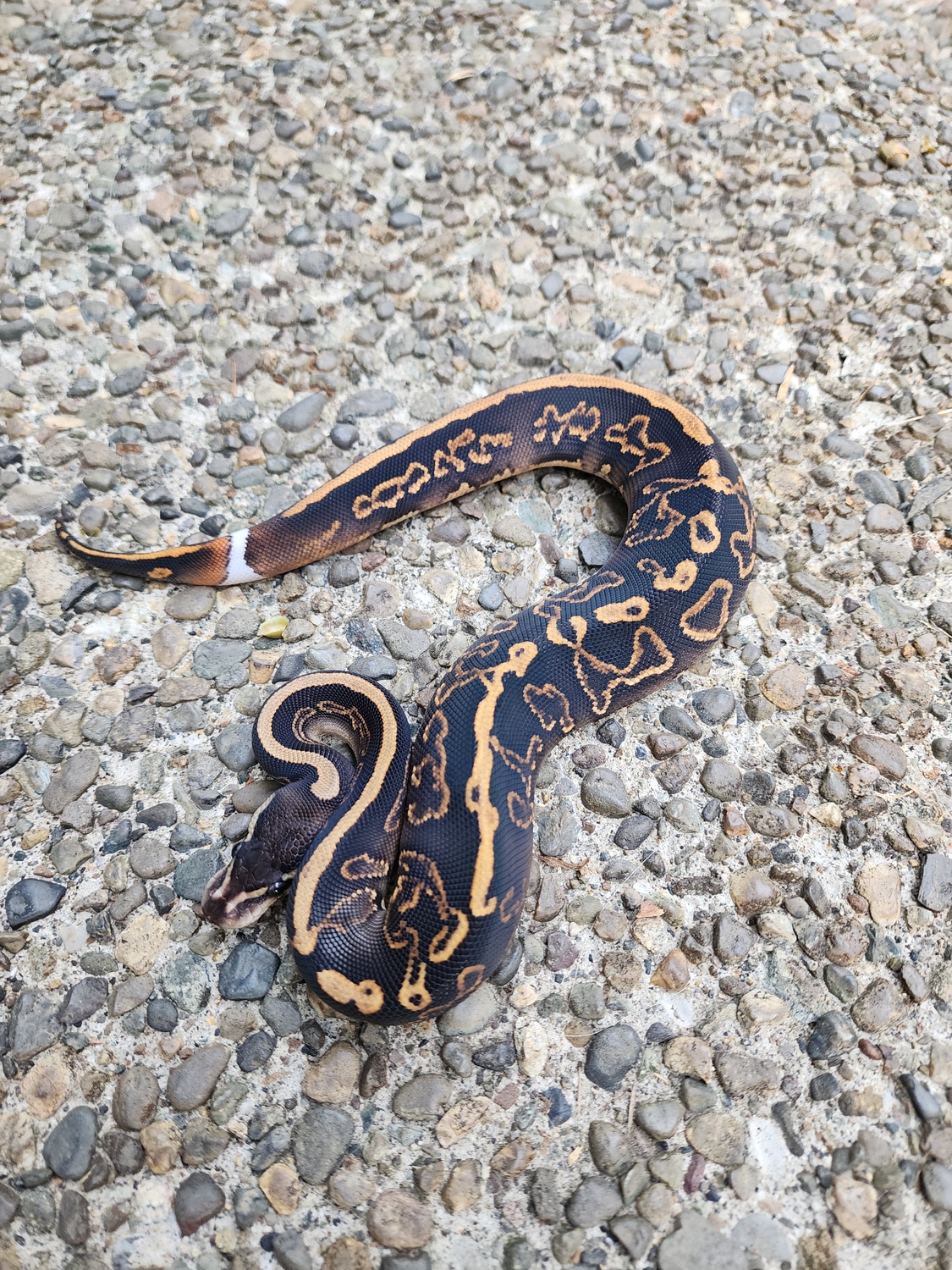 GHI Leopard Black Pastel YB Het Pied 66% Het Clown Ball Python by The ...
