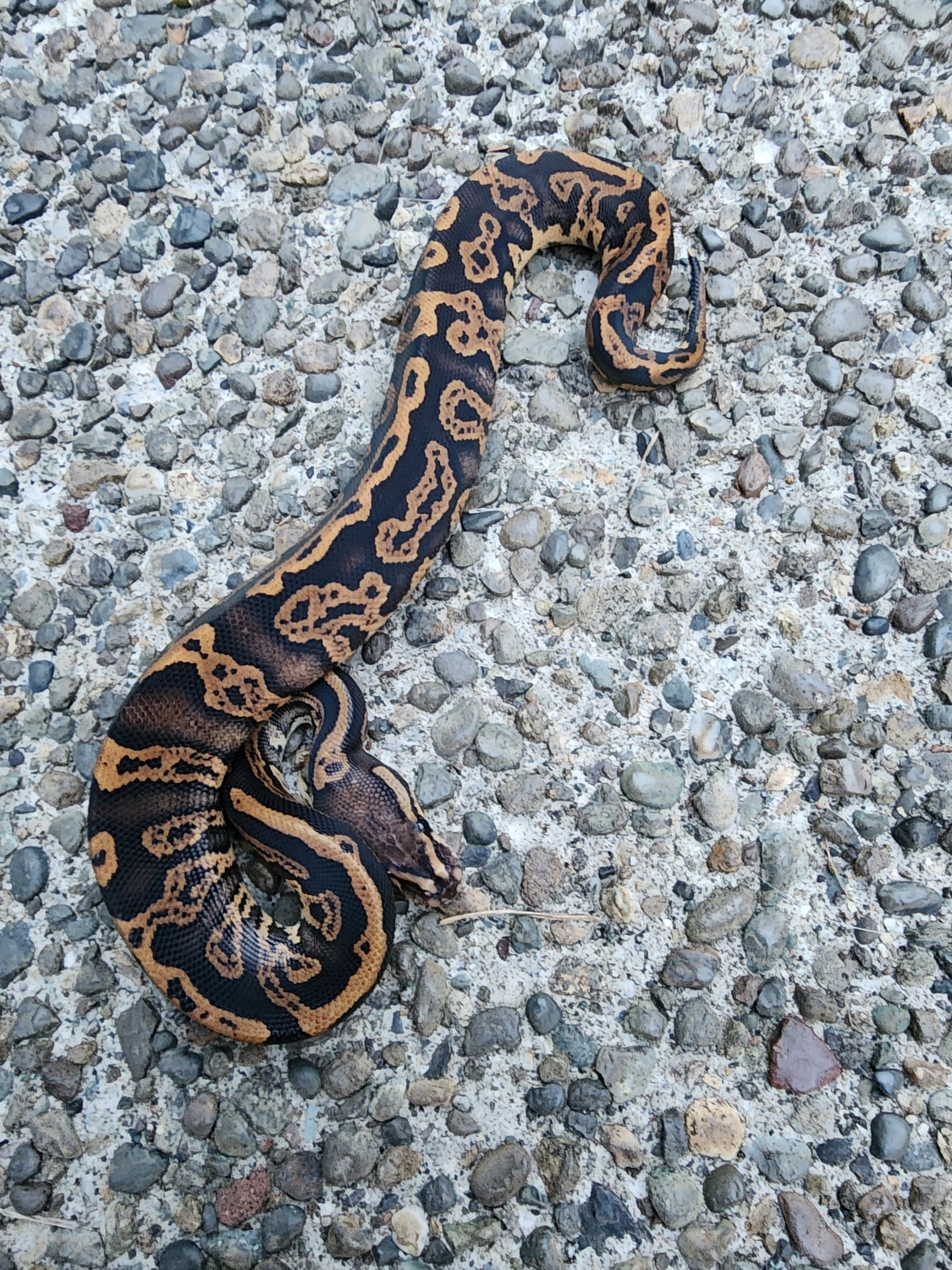 Acid Black Pastel Pos Yb Het Clown Pos Het Pied Ball Python by The Grey ...