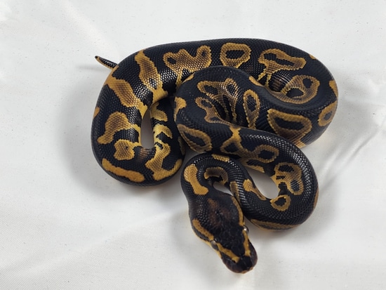 Leopard Pos Super Leopard Black Pastel Pos Orbit Het Clown 50% Het Pied ...
