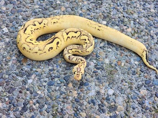 Black Pewter Enchi Calico Yb Clown Ball Python by The Grey Seal