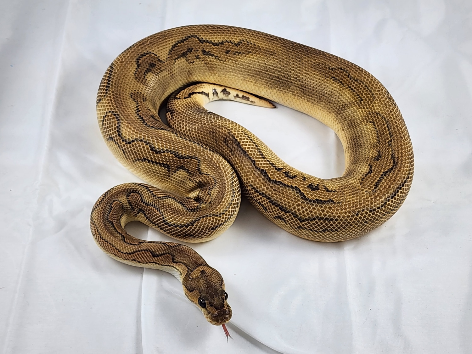 Blackhead Black Pastel Enchi Calico Yb Clown Ball Python by The Grey ...