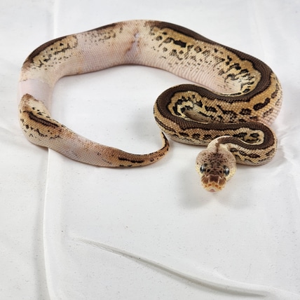 Black Head Black Pewter Clown Pos Yb Pos Calico Ball Python by The Grey ...