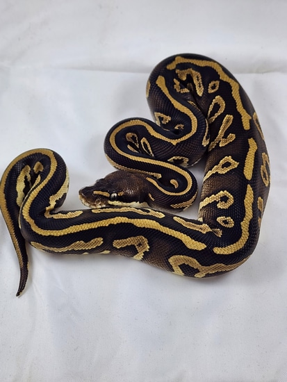 Leopard Pos Super Leopard Black Magic Pos Orbit Het Clown 50% Het Pied ...