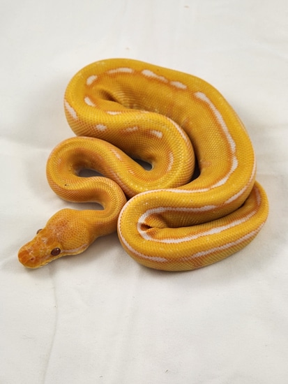 Lavender Albino Genetic Stripe Ball Python by The Grey Seal