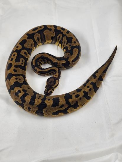 Acid Pastel Het Clown 50% Het Pied Ball Python by The Grey Seal