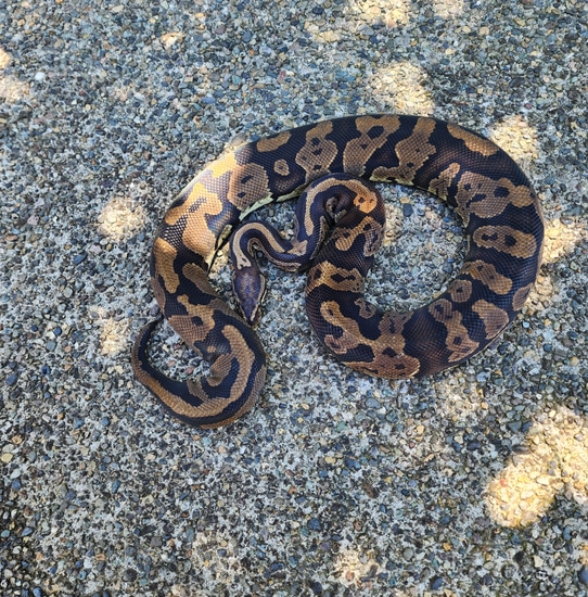 Pastel Acid Ball Python by The Grey Seal