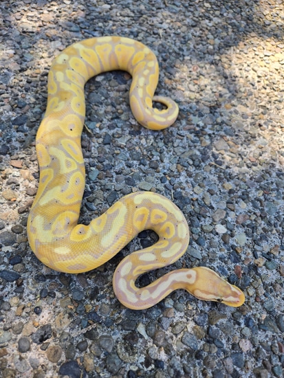BH Banana Pastel YB Probable Calico 66% Het Clown Ball Python by The ...