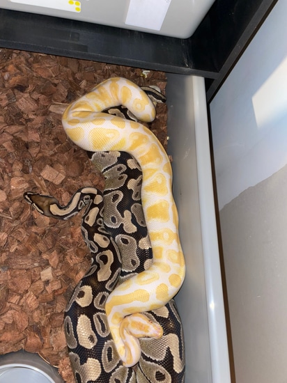 Lavender Het Clown Ball Python by Ryan’s Exotics Canada