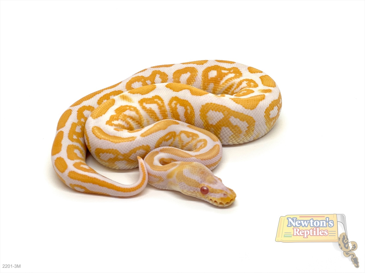 Black Pastel Albino Ball Python by Newton's Reptiles - MorphMarket
