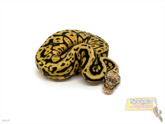 Super Pastel Spotnose Confusion Ball Python by Newton's Reptiles