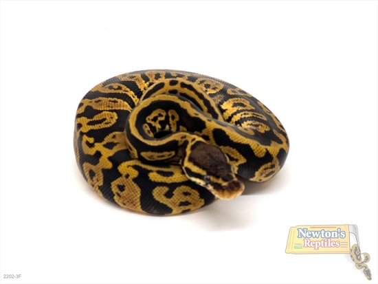 Pastel Confusion Ball Python by Newton's Reptiles