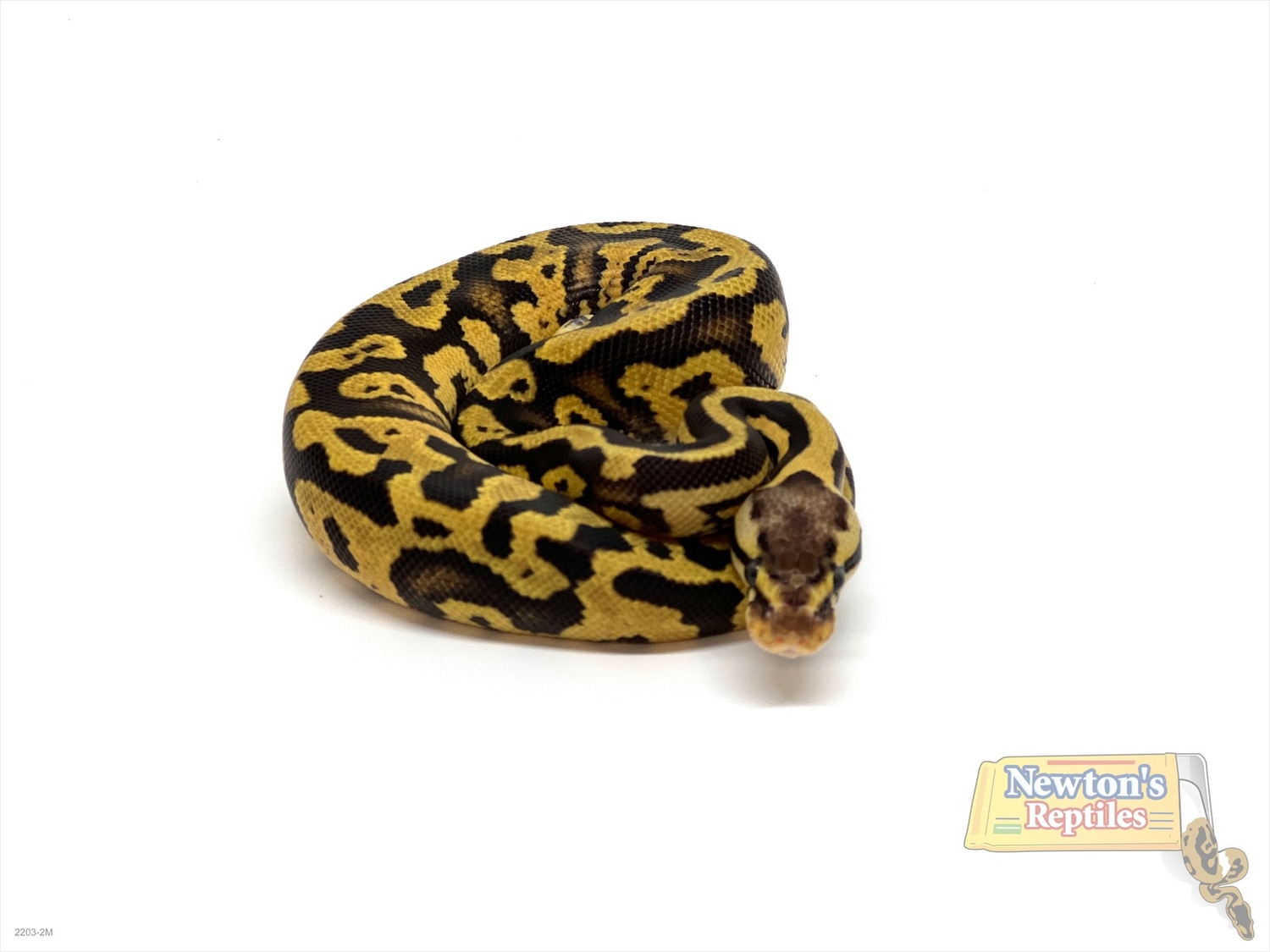 Pastel Fire Confusion 50% Het Hypo Ball Python by Newton's Reptiles ...