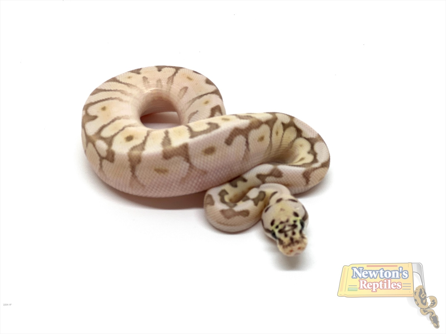 Pastel Butter Enchi Spider Het Clown Ball Python by Newton's Reptiles ...