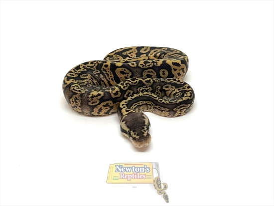 Super Pastel Confusion Ball Python by Newton's Reptiles