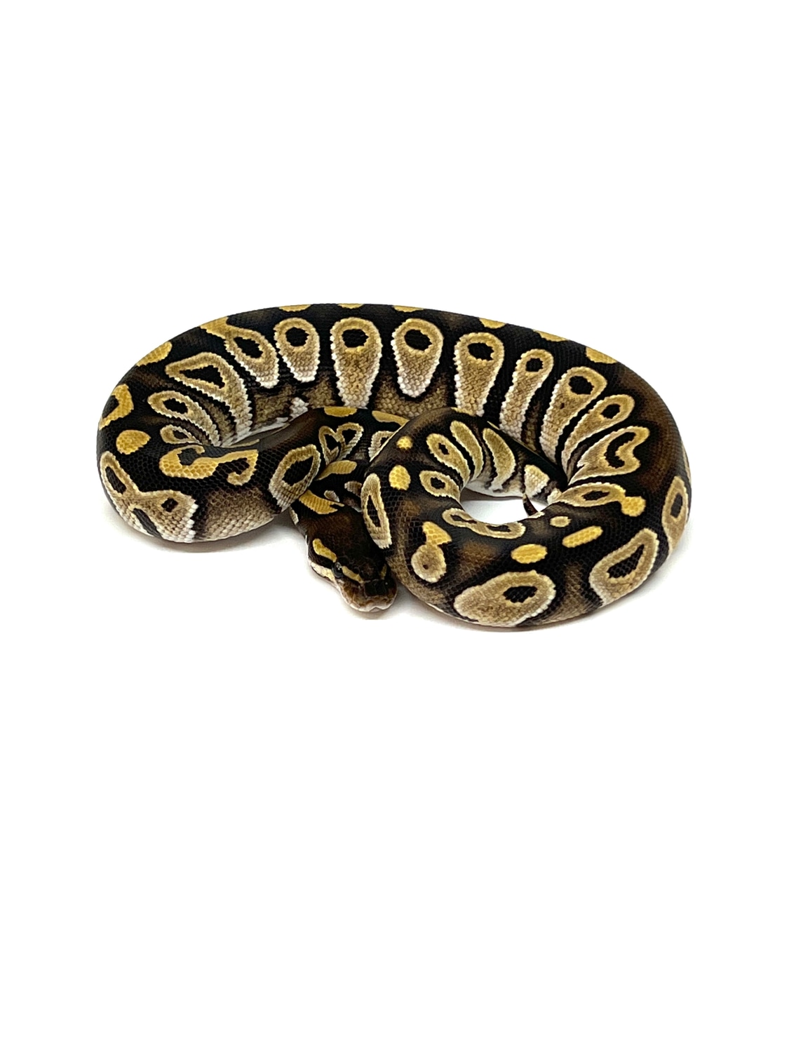 Mojave Pos Het Ultramel Ball Python by Newton's Reptiles - MorphMarket