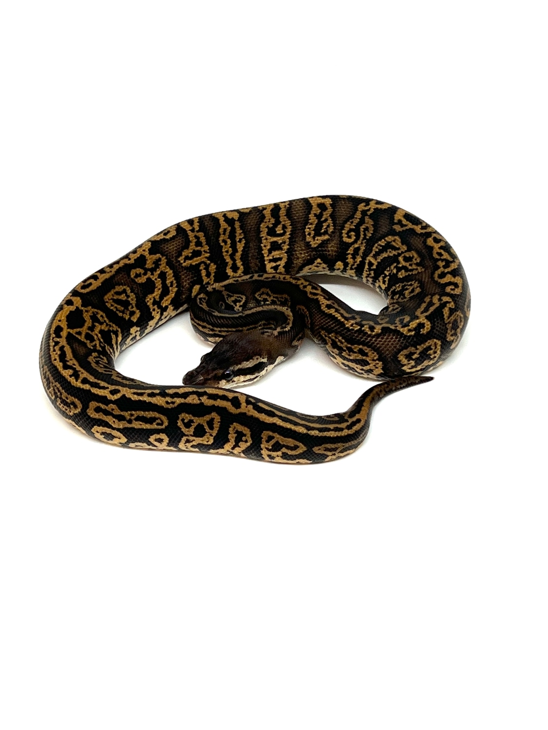 Black Pewter Confusion Ball Python by Newton's Reptiles - MorphMarket