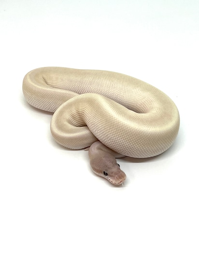 Super Mojave Pos Het Ultramel Trick Pastel Banana Ball Python by Newton ...