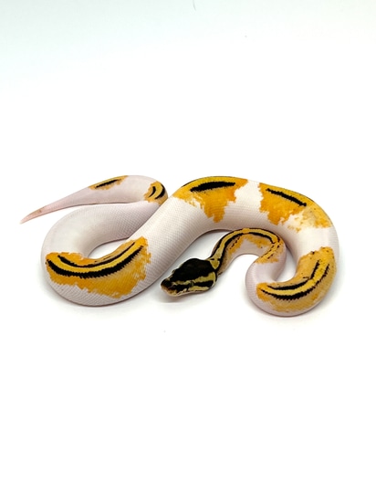 Pastel Yellowbelly Orange Dream Pied Ball Python by Newton's Reptiles