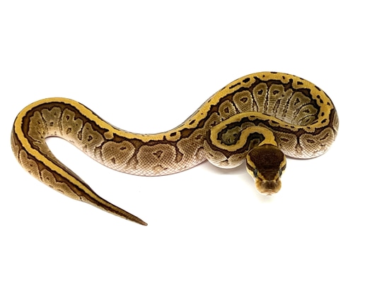Jigsaw Het Ultramel Ball Python by Newton's Reptiles