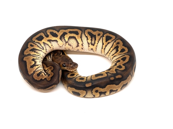 Black Pastel Clown Ball Python by Newton's Reptiles