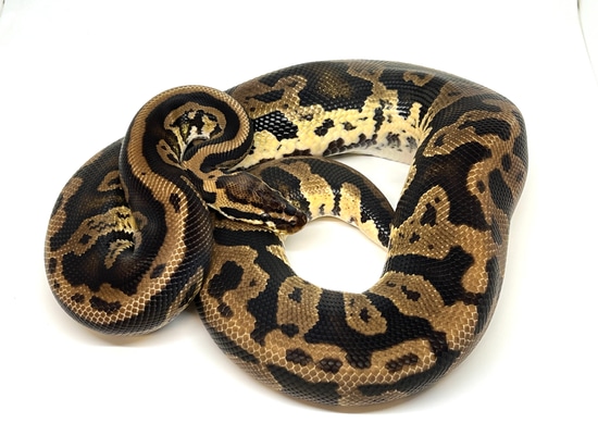 Confusion Pastel Ball Python by Newton's Reptiles