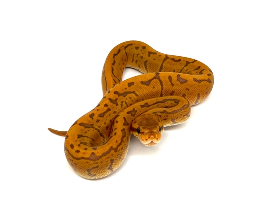 Ultramel Confusion Pin Ball Python by Newton's Reptiles