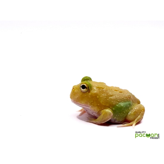 Lemon Lime/Egg Yolk PacMan Frog Pacman Frog by Quality Pac-Man Frogs