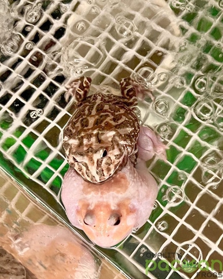 12 Pacman Tadpoles: Rare Translucent X Phantom Pacman Frog by Quality ...