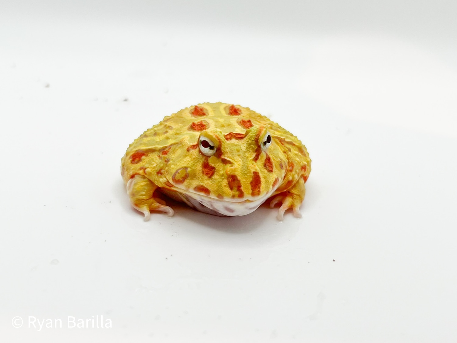 Yellow Albino Pacman Juvenile Pacman Frog by Quality Pac-Man Frogs ...