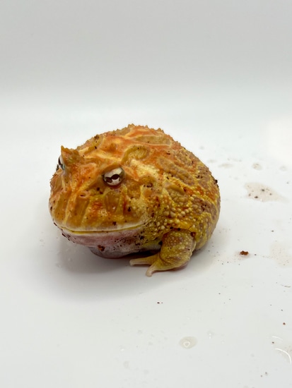 Large Raspberry Pacman Raspberry Pacman Frog by Quality Pac-Man Frogs