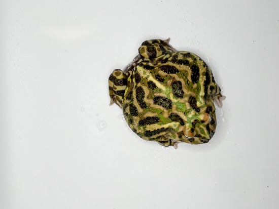 Imported Female Samurai Pacman Pacman Frog by Quality Pac-Man Frogs