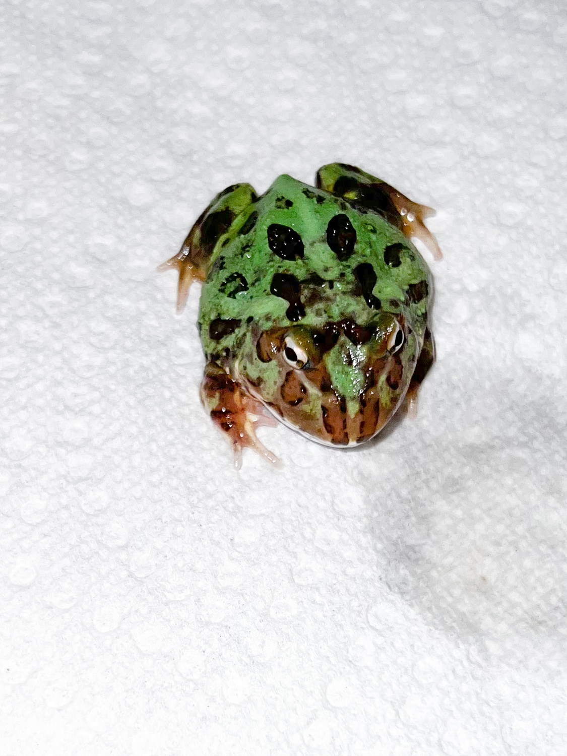 High Mutant Baby Pacman Pacman Frog by Quality Pac-Man Frogs - MorphMarket