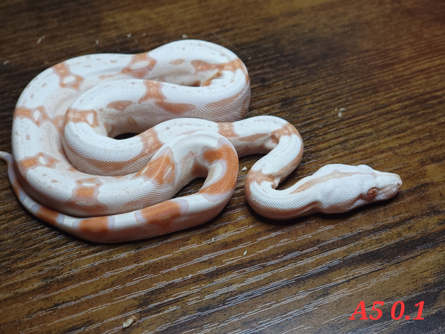 Albino Boa Constrictor by RyanD's Boas - MorphMarket